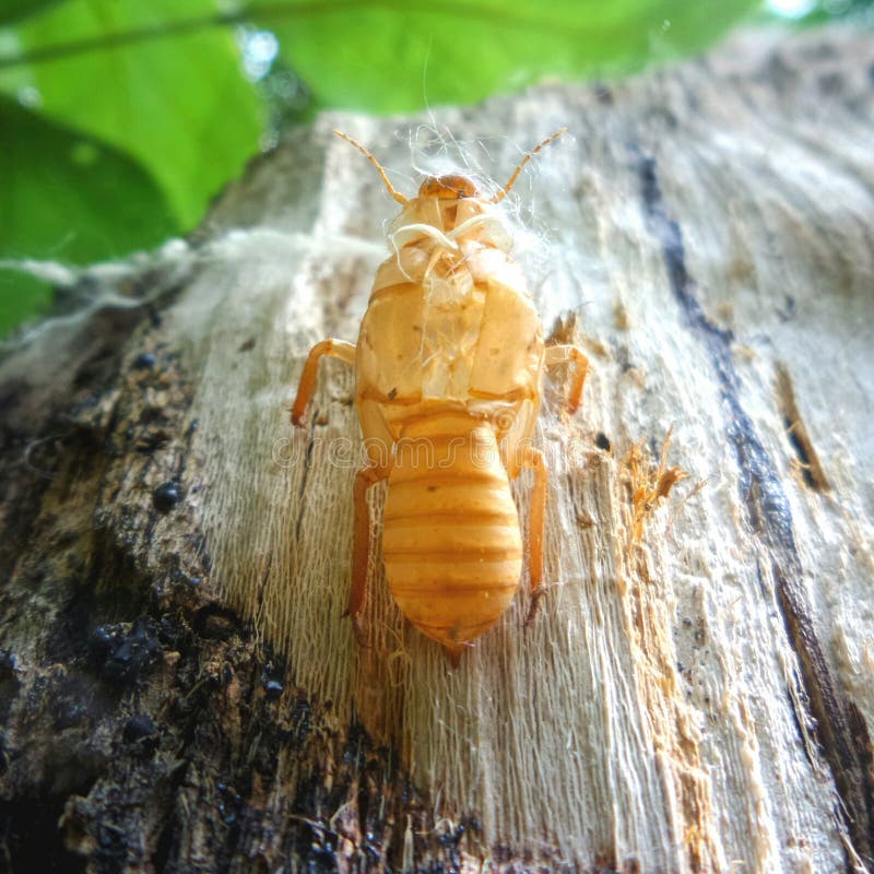 Insect carcass. stock photo. Image of insect, carcass - 113955628