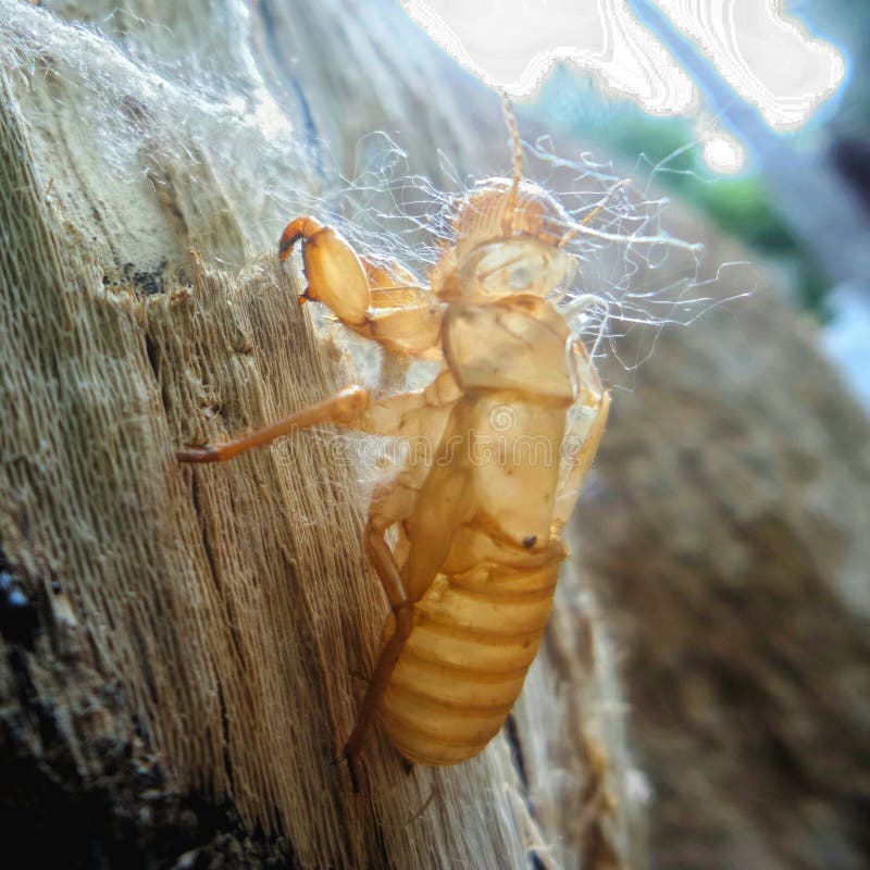 Insect carcass. stock image. Image of beautiful, insect - 113955533