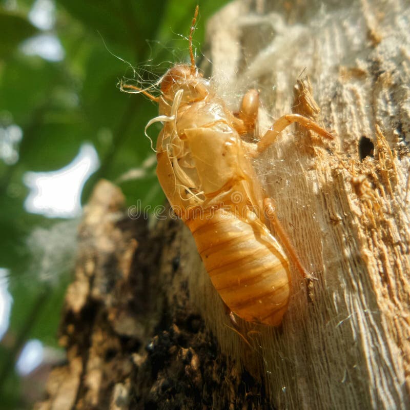 Insect carcass. stock image. Image of tree, insect, yellow - 113955623