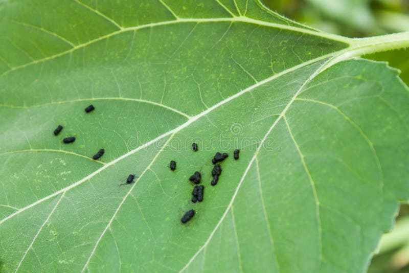 Insect carcasses stock image. Image of plant, abstract - 72549289