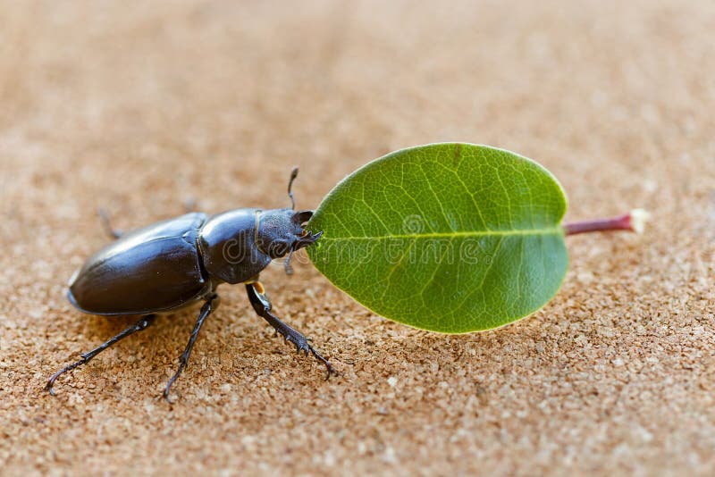 Insect carrying leaf stock photo. Image of leaf, nature - 57990630
