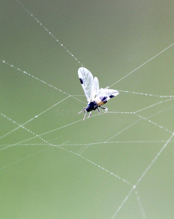 Insect Catched on Spider Web As Prey Stock Photo - Image of blur, grass ...