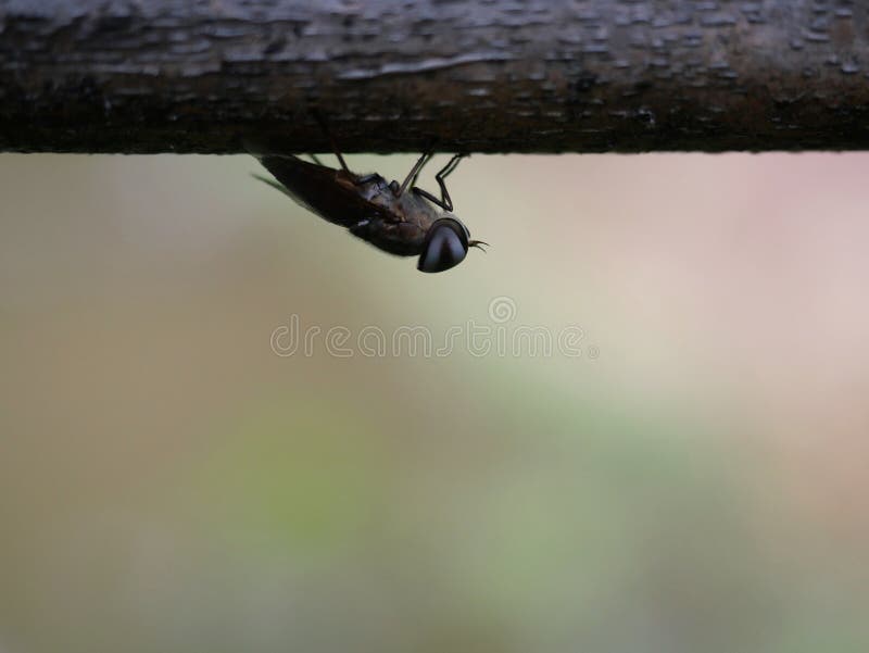 An Insect is Catching on a Branch with Its Head Hanging Down Stock ...