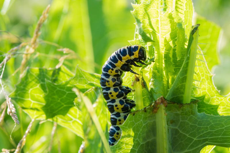 Insect caterpillar stock photo. Image of summer, invertebrate - 95513718