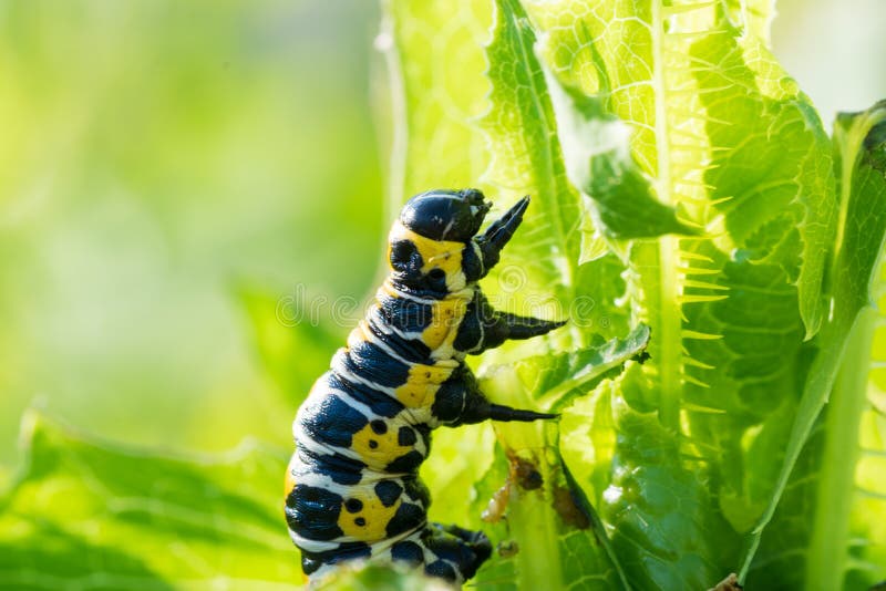 Insect caterpillar stock image. Image of caterpillar - 95513925