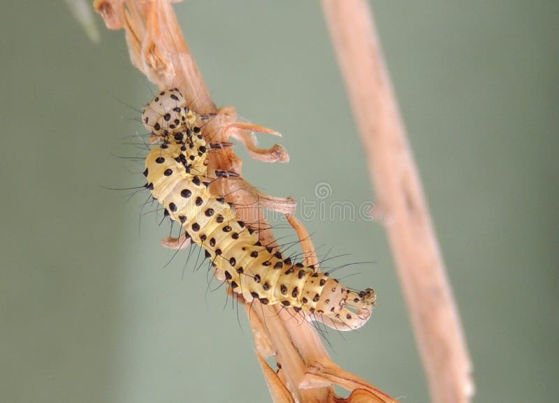 Insect, Caterpillar, Larva, Invertebrate Picture. Image: 107451690