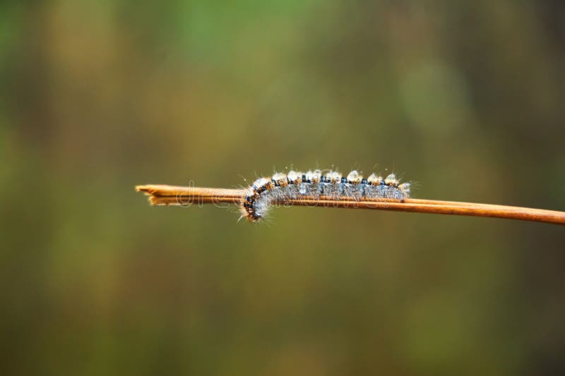 Insect Caterpillar on a Stick in the Forest Stock Photo - Image of ...