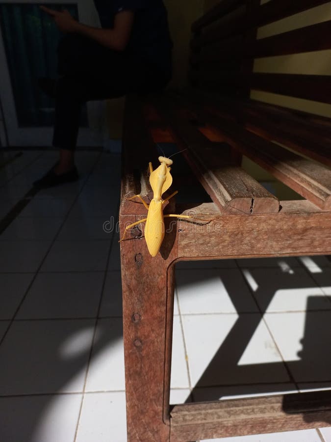 The insect in chair stock photo. Image of chair, home - 269641062