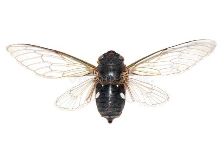 4,992 Insect Museum Den Stock Photos - Free & Royalty-Free Stock Photos ...