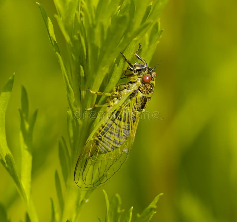 Insect a cicada stock photo. Image of cicada, sheet, green - 22059522