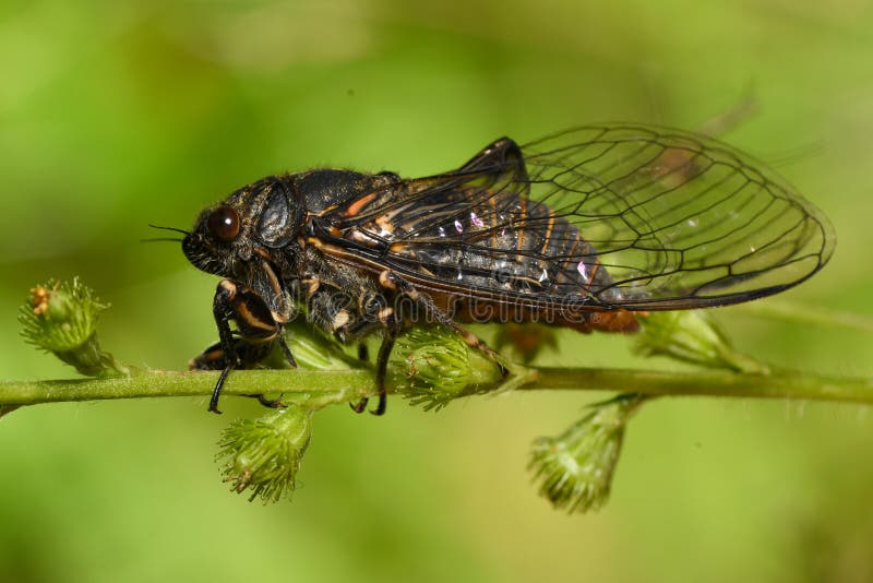 Insect Cicada on a Blade of Grass Stock Image - Image of cicada, mantis ...