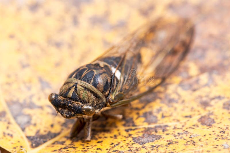 Insect Cicada Cicadoidea stock photo. Image of forest - 126491436
