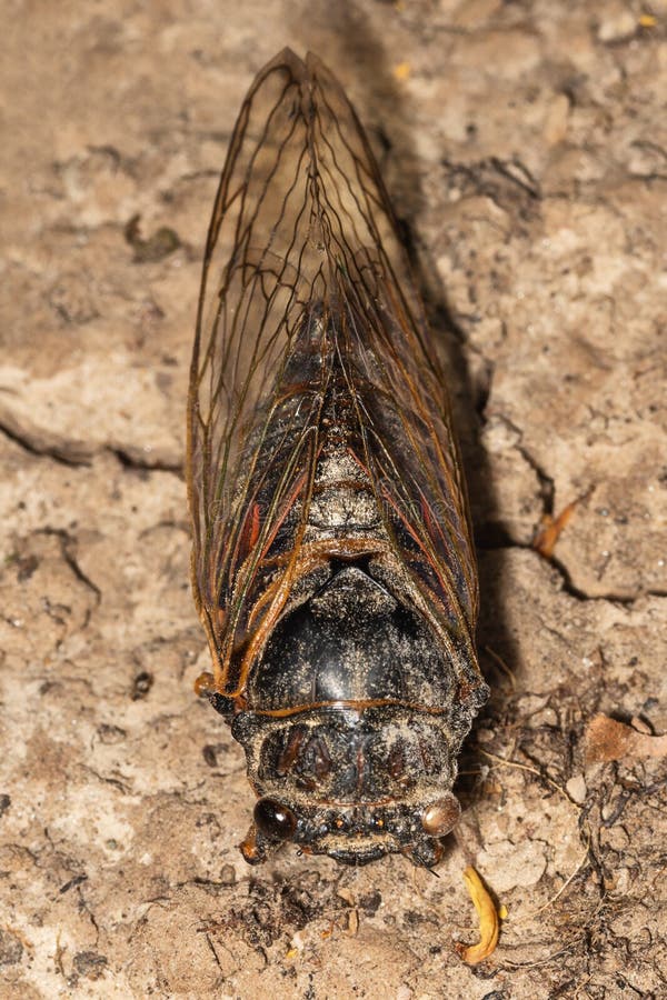 Insect Cicada Cicadoidea. Old Decayed Preparated Insect. Stock Image ...