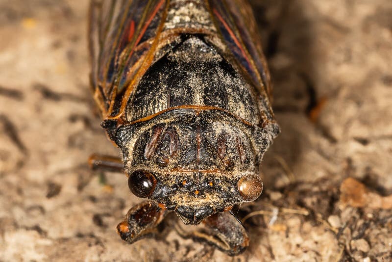 Dog Day Cicada on Limb stock photo. Image of sitting - 57554168