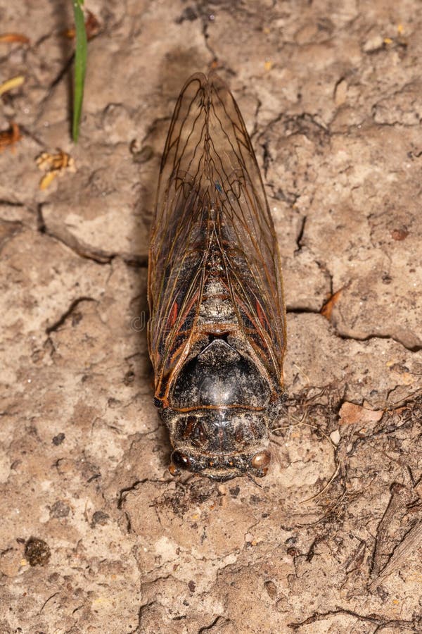 Dog Day Cicada On Limb stock photo. Image of sitting - 57554168