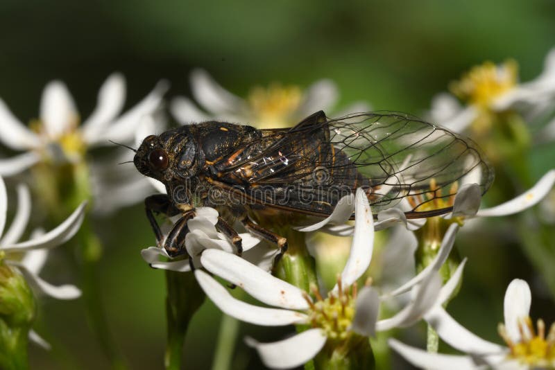 Insect Cicada on flowers stock image. Image of animal - 192804721