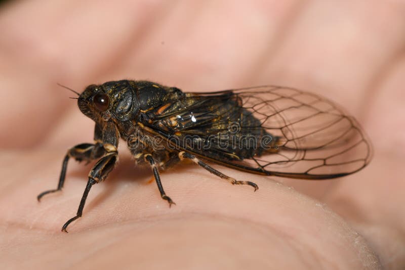 Insect Cicada on the hand stock photo. Image of cleans - 192804752