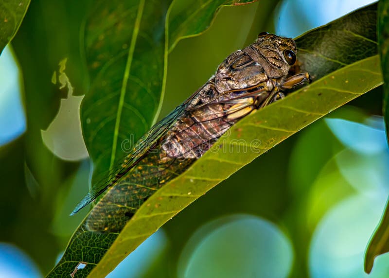 Insect Cicada on Leaf of a Mango Tree Stock Image - Image of branch ...