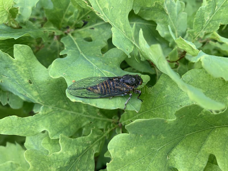 Insect cicada sits on leaf stock image. Image of colorful - 258852067