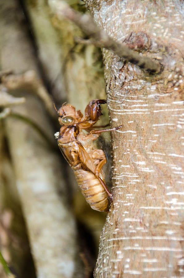 Insect Cicada Slough and Leave Stains on the Tree. Stock Image - Image ...