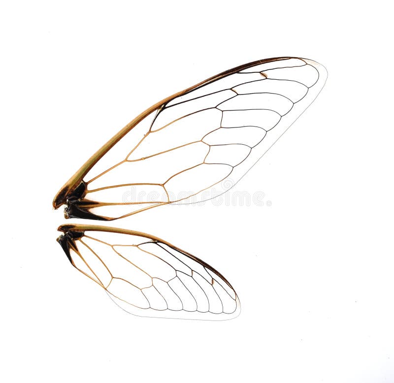 Insect Cicada Wing Isolated on White Background Stock Image - Image of ...
