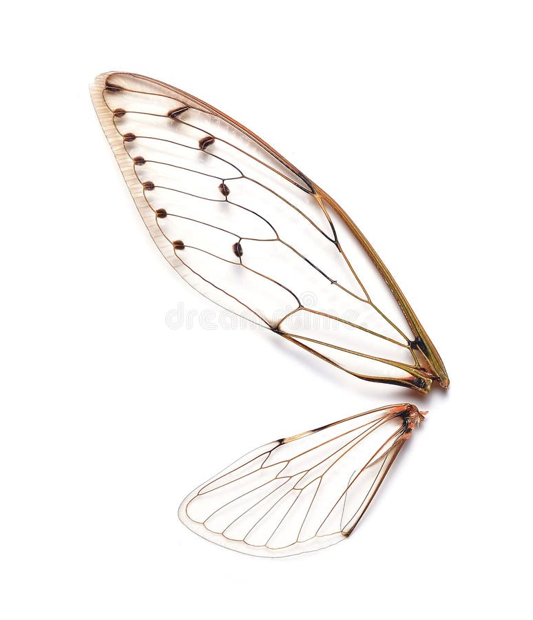 Cicada wings. stock photo. Image of pattern, white, pair - 25719294