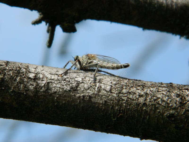Insect Climbs Up with the Last of Its Strength Stock Image - Image of ...