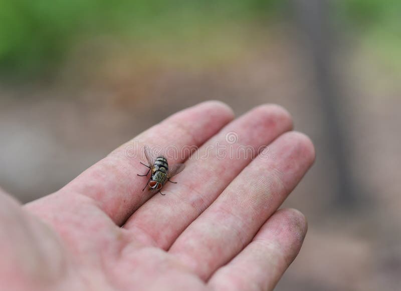 Insect stock photo. Image of animals, legs, ugly, hairy - 96297918