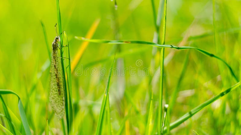 Insect Close Up on the Green Grass Stock Image - Image of animal, leaf ...