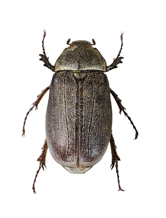 Lepidiota Stigma Or Ampal In Focus Shoot By Front Stock Image - Image ...