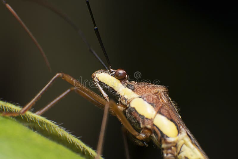 Insect Closeup stock photo. Image of outdoor, animal - 79085550