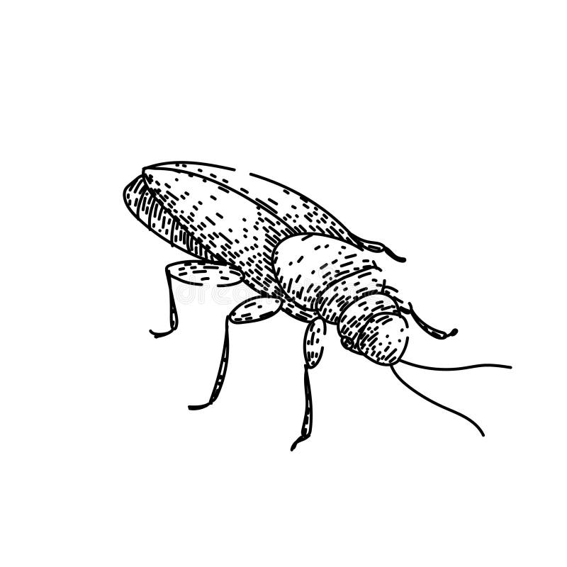 Insect Cockroach Sketch Hand Drawn Vector Stock Vector - Illustration ...