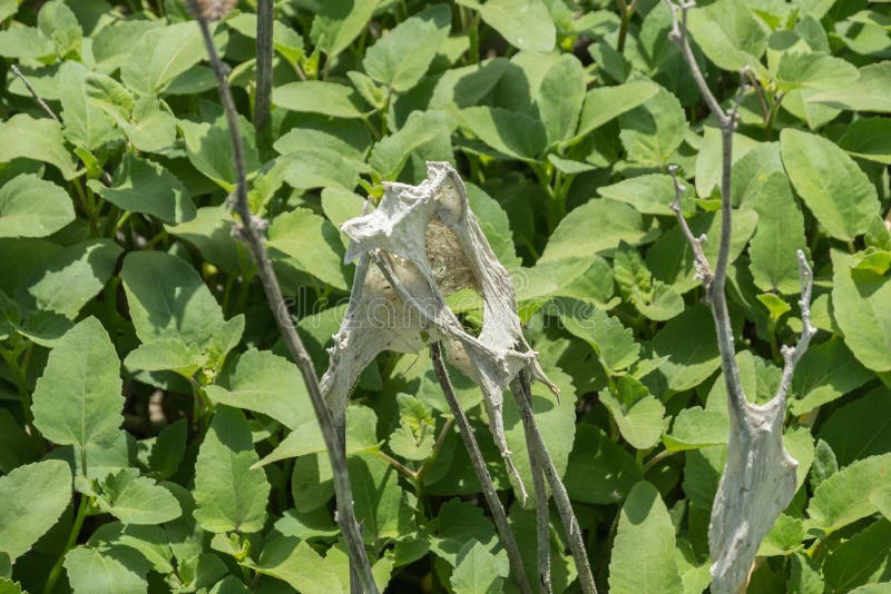 Insect cocoon is empty stock photo. Image of case, ecology - 186903206