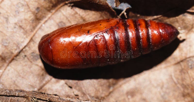 Insect Cocoon on a Stem of Wild Grass. Inside the Cocoon is an Active ...