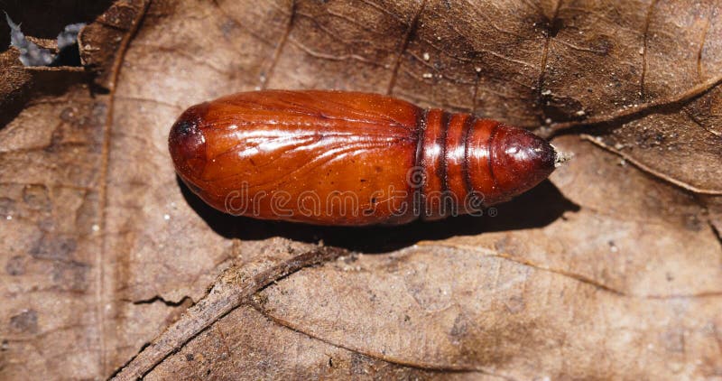 Insect Cocoon on a Stem of Wild Grass. Inside the Cocoon is an Active ...