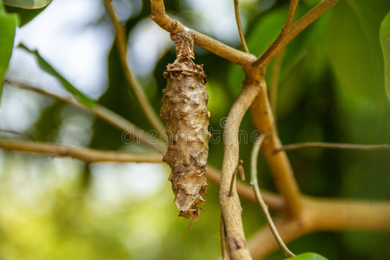 A Cocoon Hanging from a Branch. Stock Photo - Image of evolution, full ...
