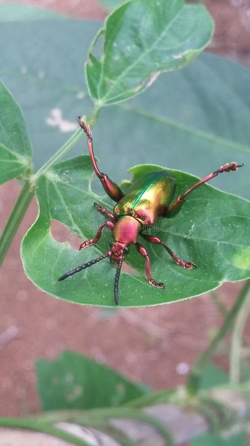 Insect Coleoptera Polyphaga Stock Image - Image of insect, pest: 171319711