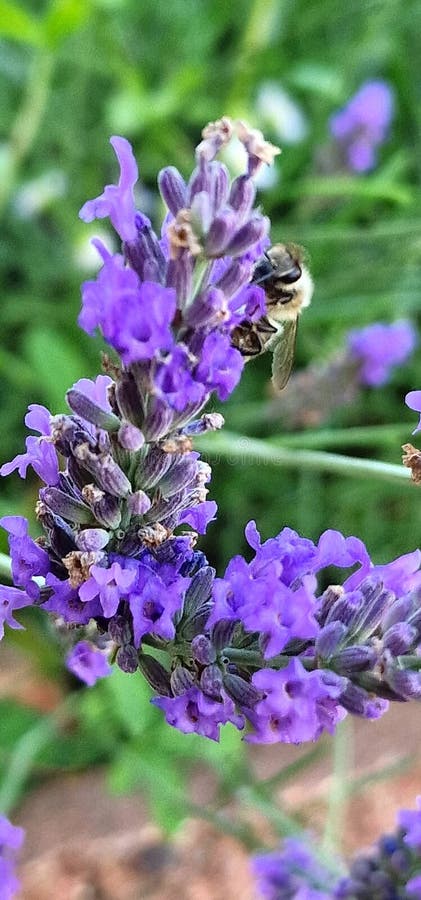 Insect Collecting Nectar from Blooming Lavender Stock Image - Image of ...