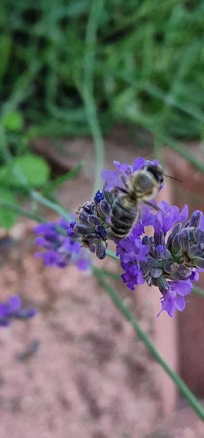 Insect Collecting Nectar from Blooming Lavender Stock Photo - Image of ...