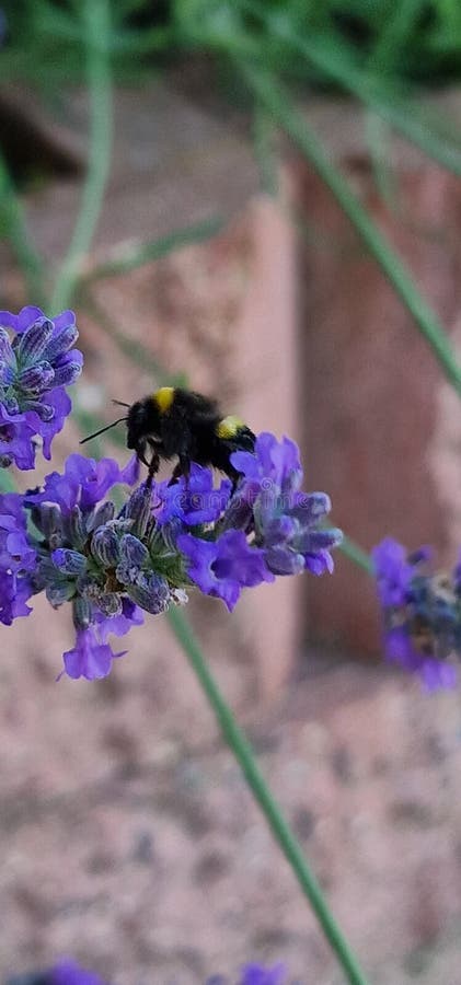 Insect Collecting Nectar from Blooming Lavender Stock Image - Image of ...
