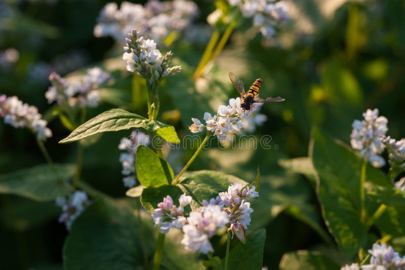 Insect Collecting Nectar on Buckwheat Stock Photo - Image of keeping ...
