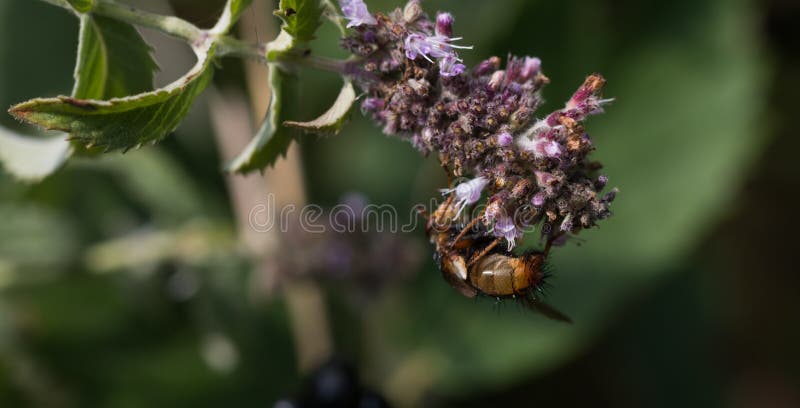 Insect Collecting it Slunch Stock Image - Image of plants, wild: 70198263