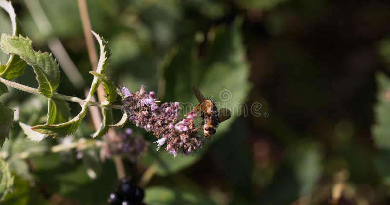 Insect Collecting Pollen from Plant Stock Photo - Image of pollination ...