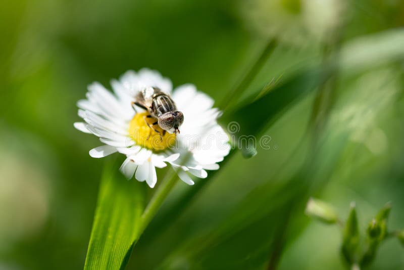Insect Collecting Pollen from White Daisy Flower with Sunset Light ...