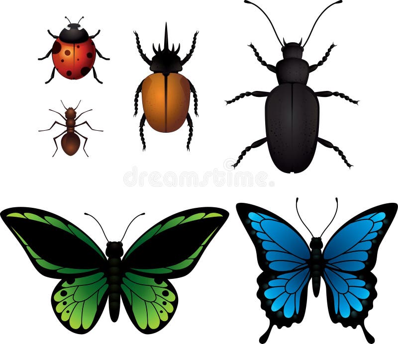 Insect Collection. Vector Illustration Decorative Design Stock Vector ...