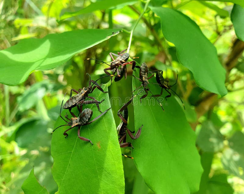 Insect Colonies on the Leaves Stock Image - Image of pest, colonies ...