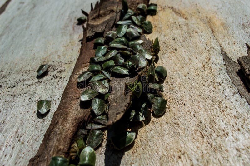Insect colony stock photo. Image of green, brown, tree - 81323550