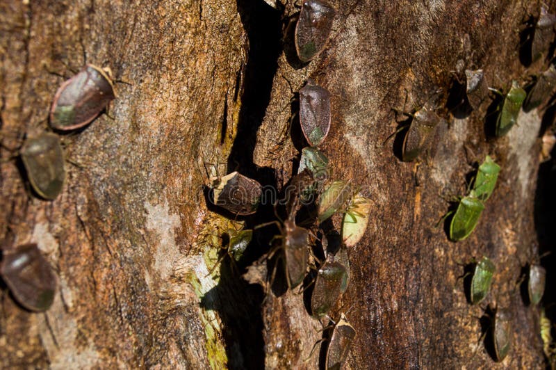 Insect colony stock photo. Image of green, brown, tree - 81323550