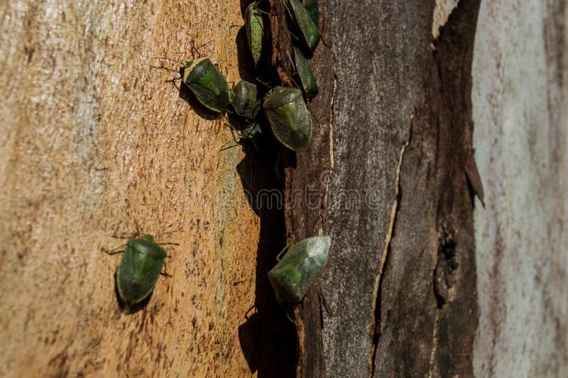 Insect colony stock photo. Image of green, brown, tree - 81323550