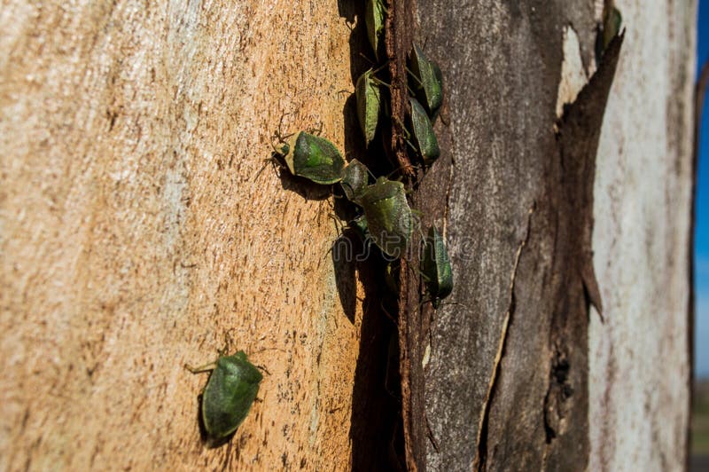 Insect colony stock photo. Image of green, brown, tree - 81323550